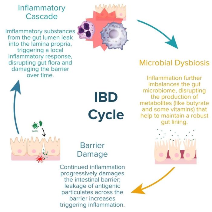 The Role of the Gut Endocannabinoid System in IBD | IBDCoach